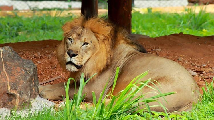 Mysuru Zoo | Karnataka Tourism