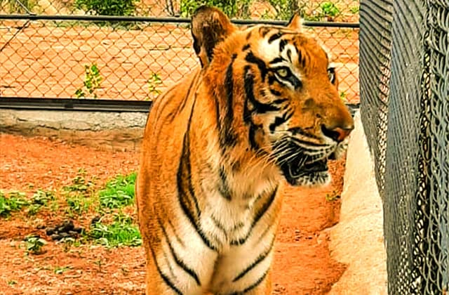 Atal bihari vajpayee zoological park - Karnataka Tourism