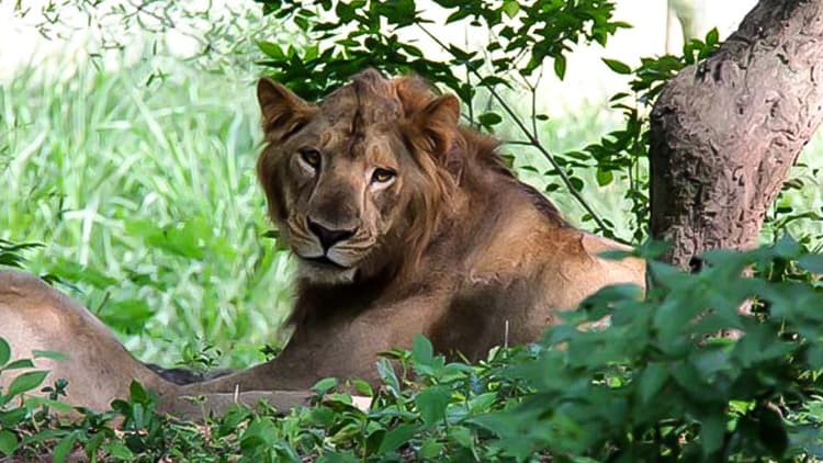 Bannerghatta national park - Karnataka Tourism