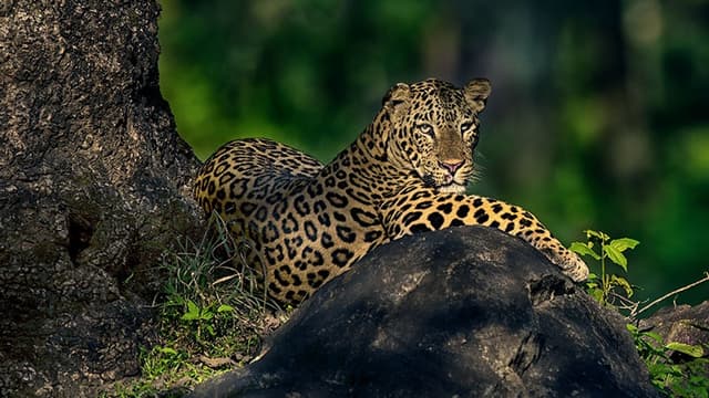 Bhadra Wildlife Sanctuary and Tiger Reserve - Karnataka Tourism