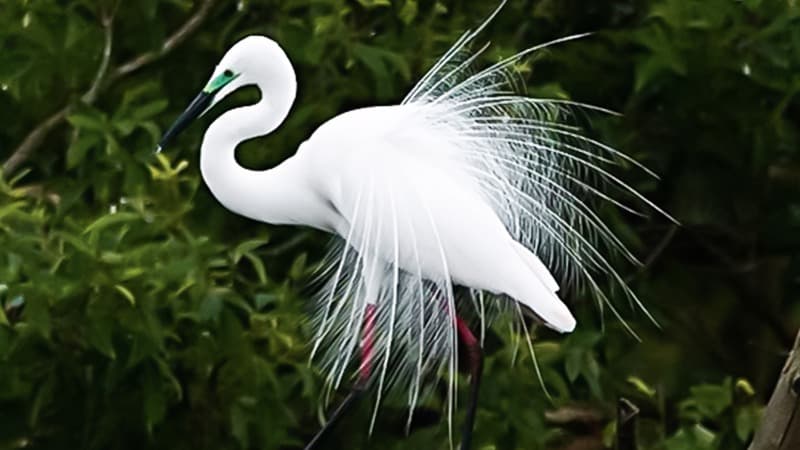 Gudavi Bird sanctuary