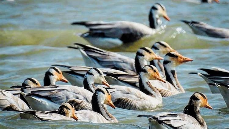 Magadi Bird Sanctuary - Karnataka Tourism